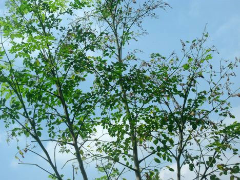 The Organic Moringa
